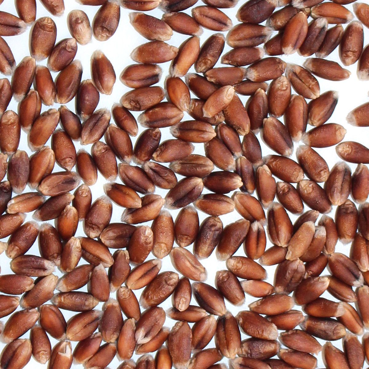 BIOLAND Rotkorn-Weizen versandkostenfrei direkt vom Biolandhof Knauf