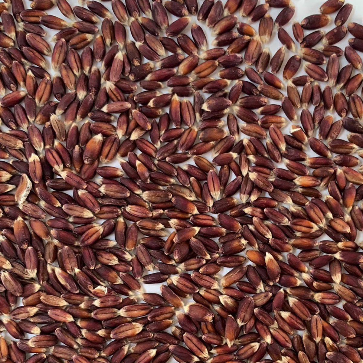 Grundrezept Schrot selbst herstellen - Rezept aus BIO Getreide