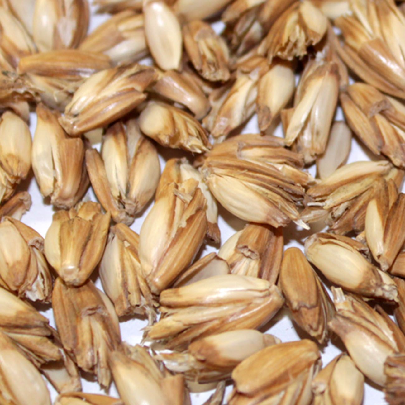 Bio Dinkelspelz versandkostenfrei direkt vom Biolandhof Knauf