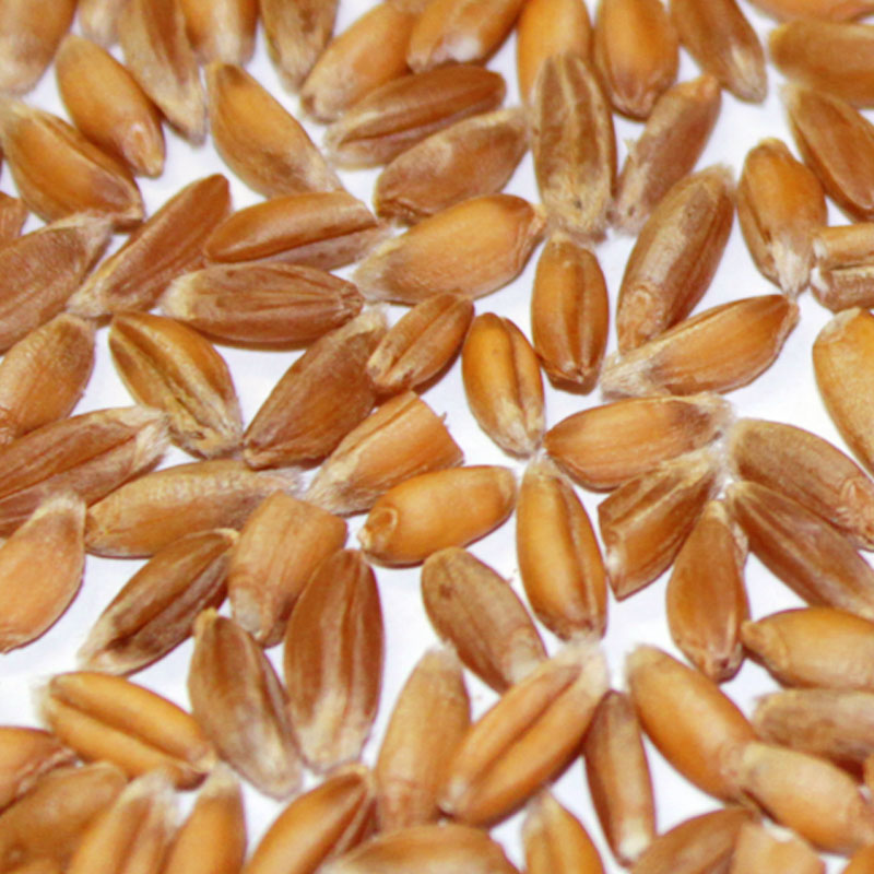 Grundrezept Schrot selbst herstellen - Rezept aus BIO Getreide