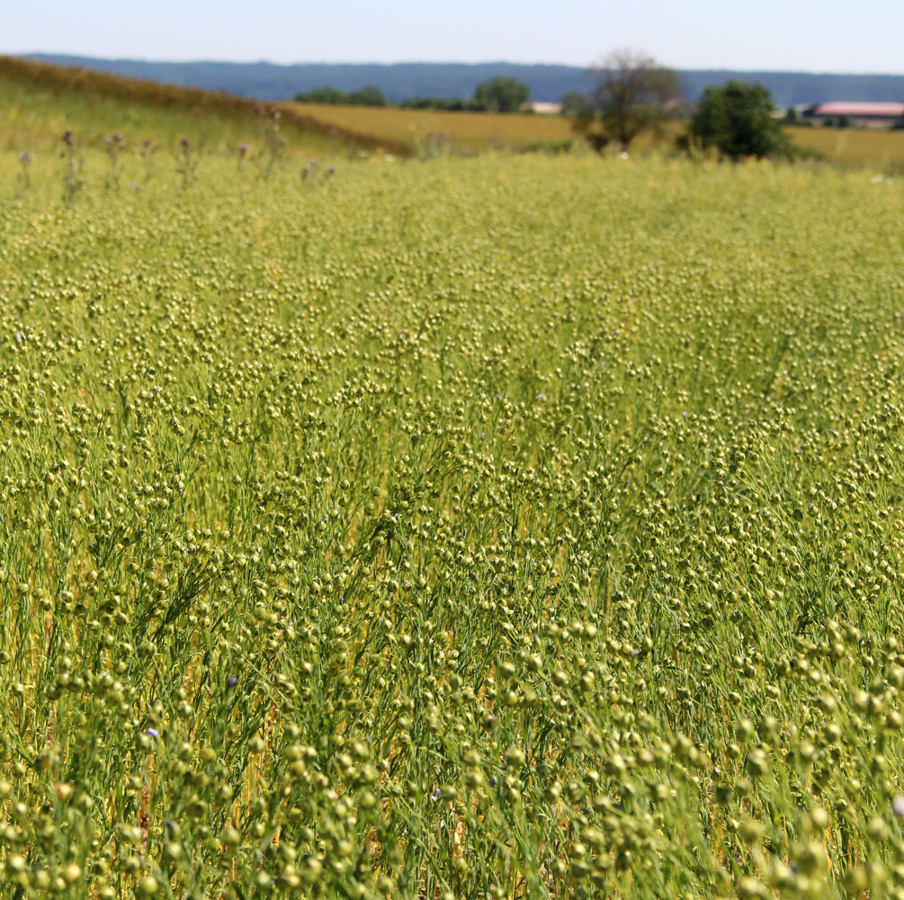 Bio Leinsamen/Leinsaat braun versandkostenfrei direkt vom Biohof