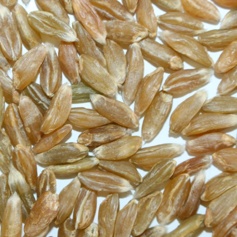 Grundrezept Schrot selbst herstellen - Rezept aus BIO Getreide